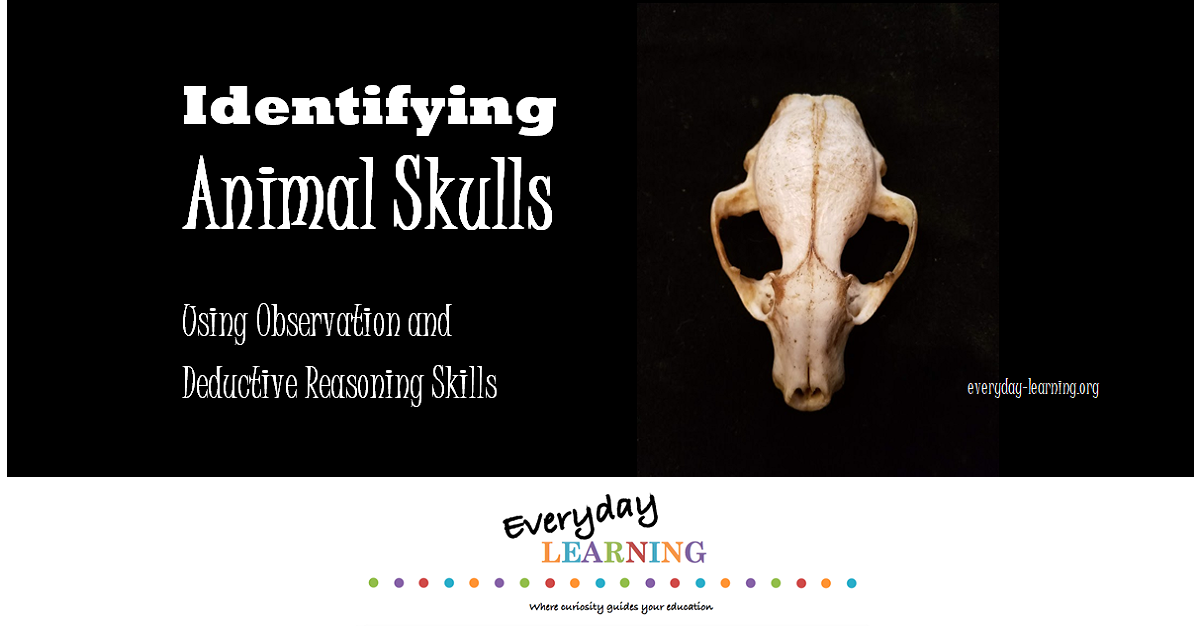 Discover This Skull Identification